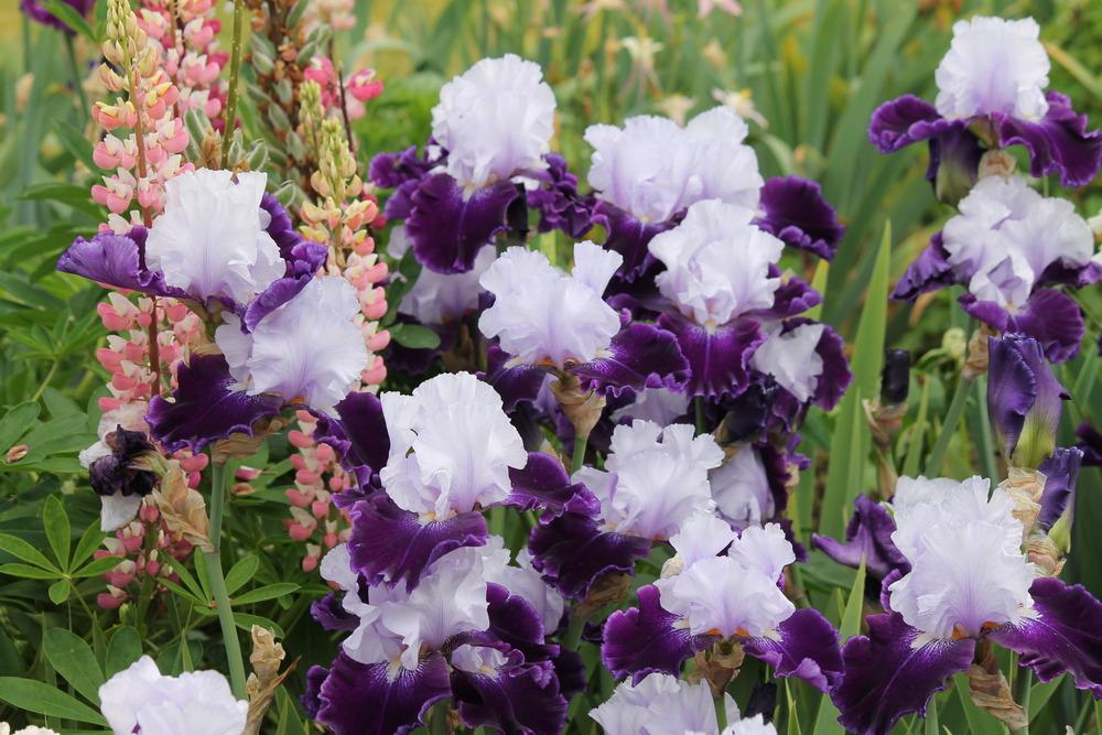 Photo of the bloom of Tall Bearded Iris (Iris 'Royal Storm') posted by ...