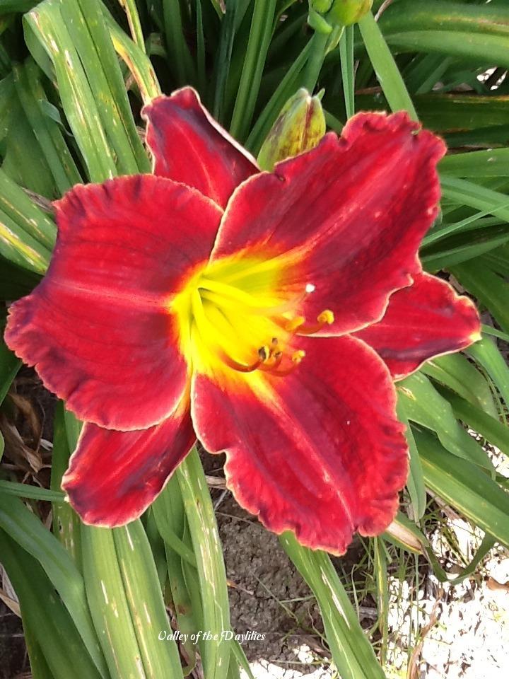 Daylily (Hemerocallis 'Ruby Splendor') in the Daylilies Database ...