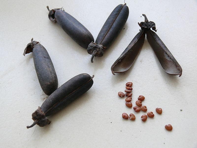 Rattleweed (Crotalaria retusa) - Garden.org