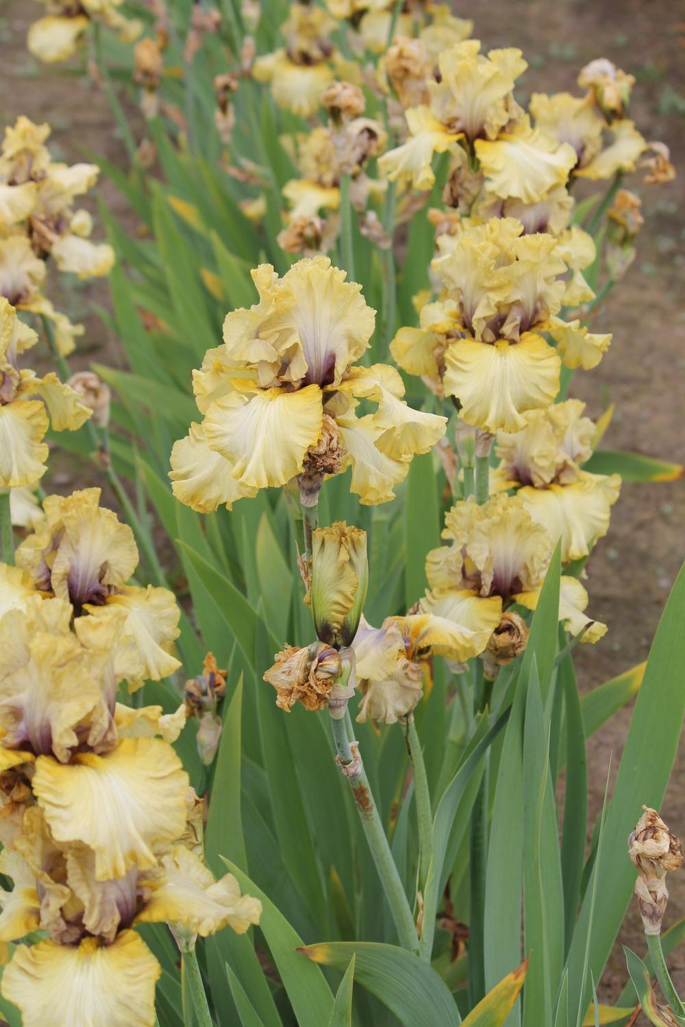 Photo of the bloom of Tall Bearded Iris (Iris 'Monsoon Moon') posted by ...