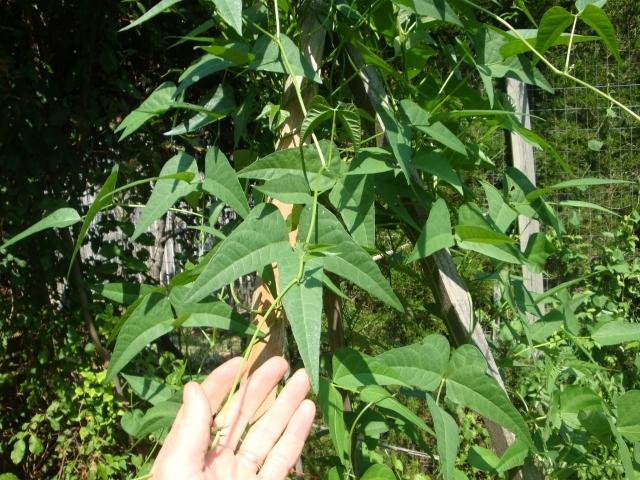 Lima Bean (Phaseolus lunatus 'Willow Leaf') - Garden.org