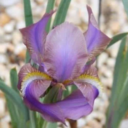 Aril Iris (Iris 'Coffy River') in the Irises Database - Garden.org