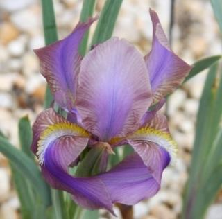 Aril Iris (Iris 'Coffy River') in the Irises Database - Garden.org