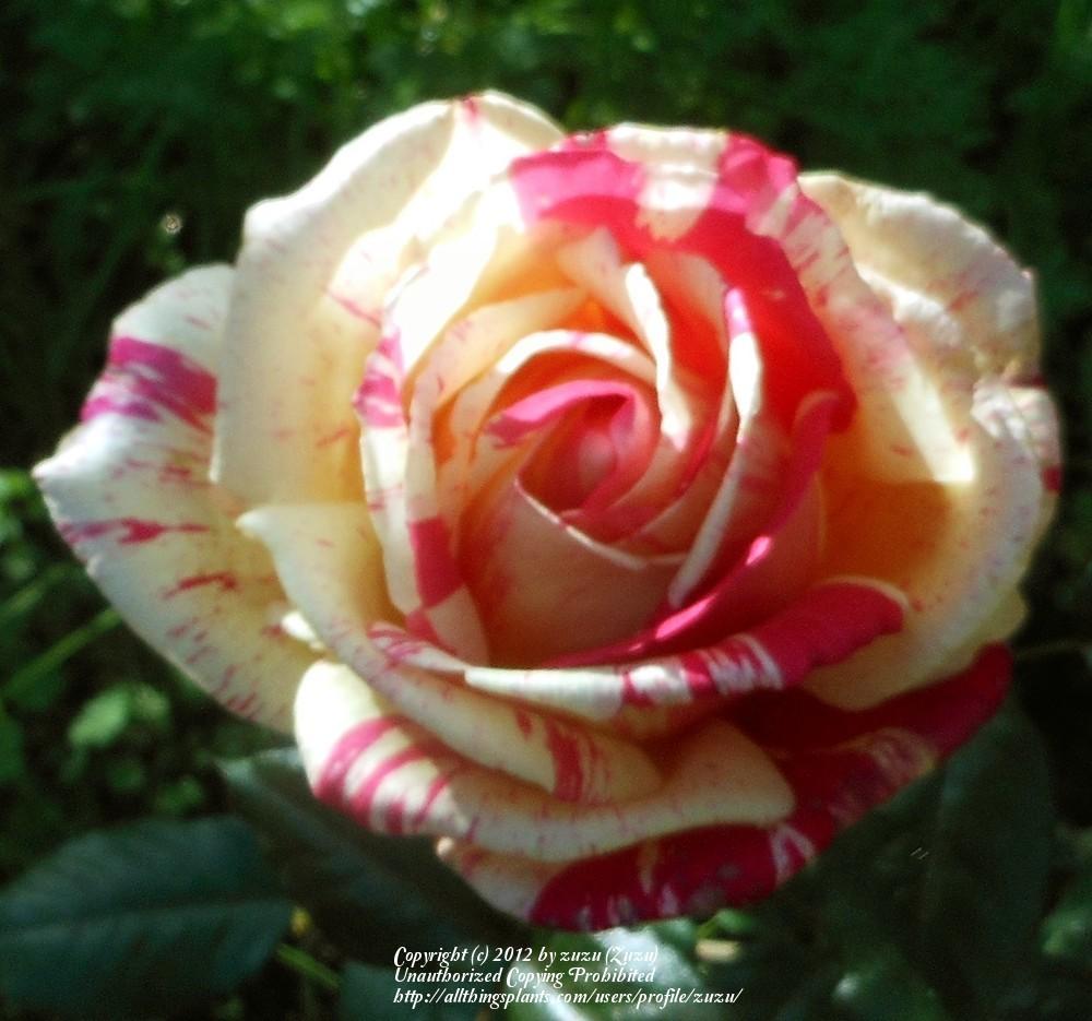 Rose (Rosa 'Raspberry Swirl') in the Roses Database - Garden.org