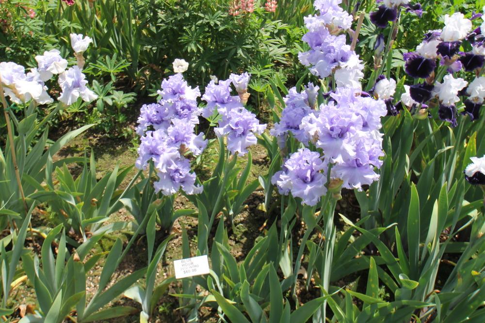 Photo of the bloom of Tall Bearded Iris (Iris 'Blue Hour') posted by ARUBA1334 - Garden.org