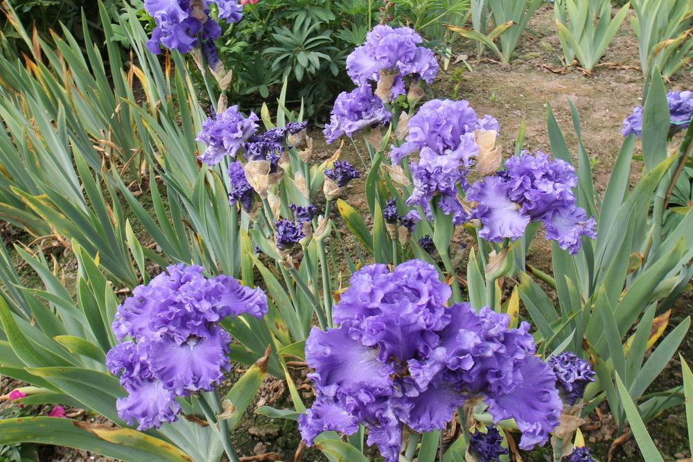 Photo of the bloom of Tall Bearded Iris (Iris 'First Wave') posted by ...