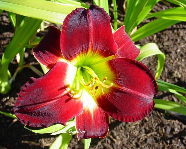 Daylily (Hemerocallis 'Velvet Valentine') in the Daylilies Database ...
