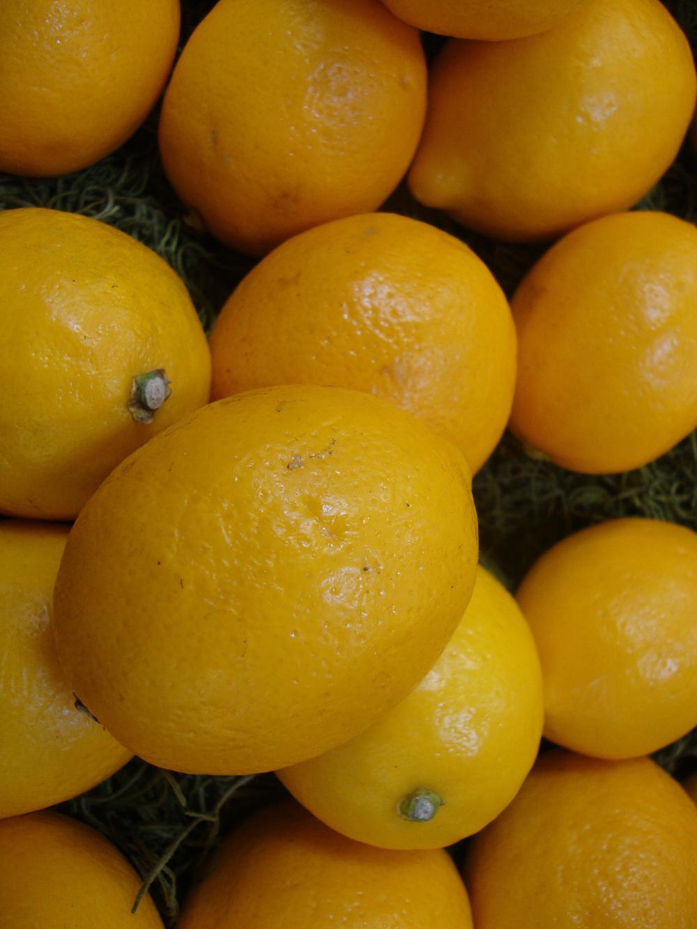 Photo of the fruit of Lemon (Citrus x limon) posted by Paul2032 ...