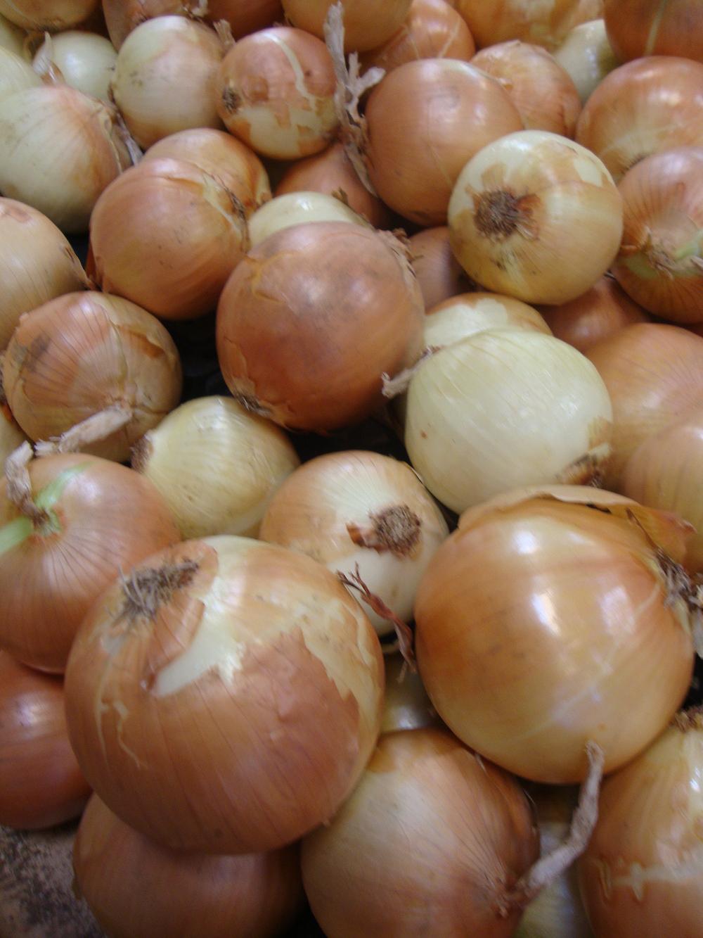 Onion (Allium cepa 'Yellow Utah') in the Onions Database - Garden.org