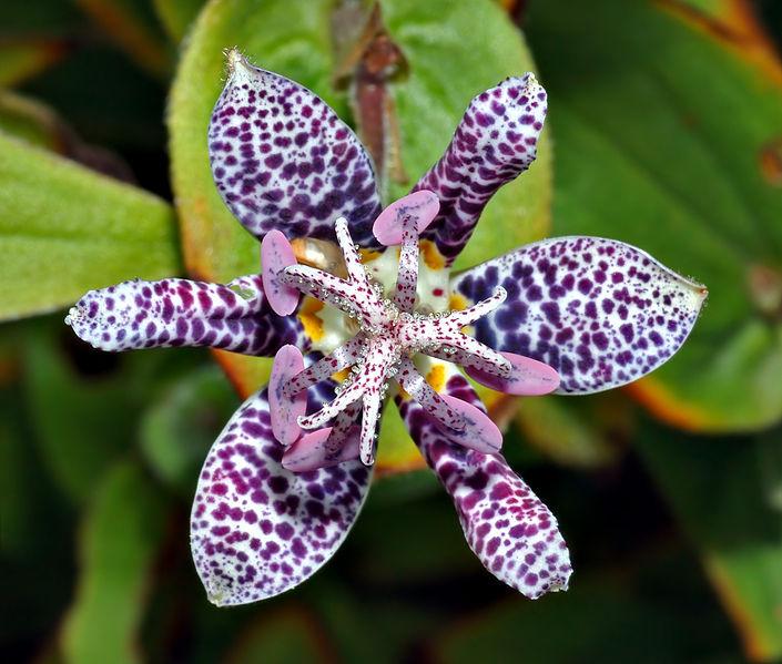 Toad Lilies: Plant Care and Collection of Varieties - Garden.org