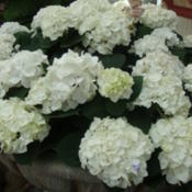 The Main Plant entry for Hydrangeas (Hydrangea) - Garden.org