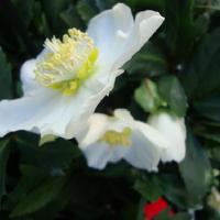 Photo of the bloom of Hellebore (Helleborus niger Gold Collection ...