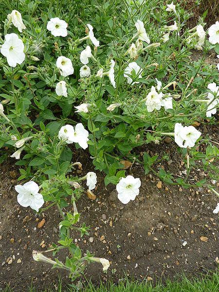 Photo of the entire plant of Petunia (Petunia axillaris) posted by ...