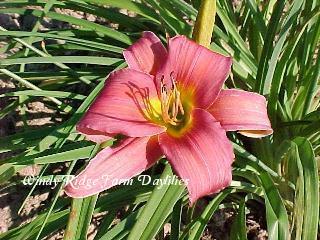 Daylily (Hemerocallis 'Raspberry Creme') in the Daylilies Database ...