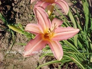 Daylily (Hemerocallis 'Nightingale') in the Daylilies Database - Garden.org
