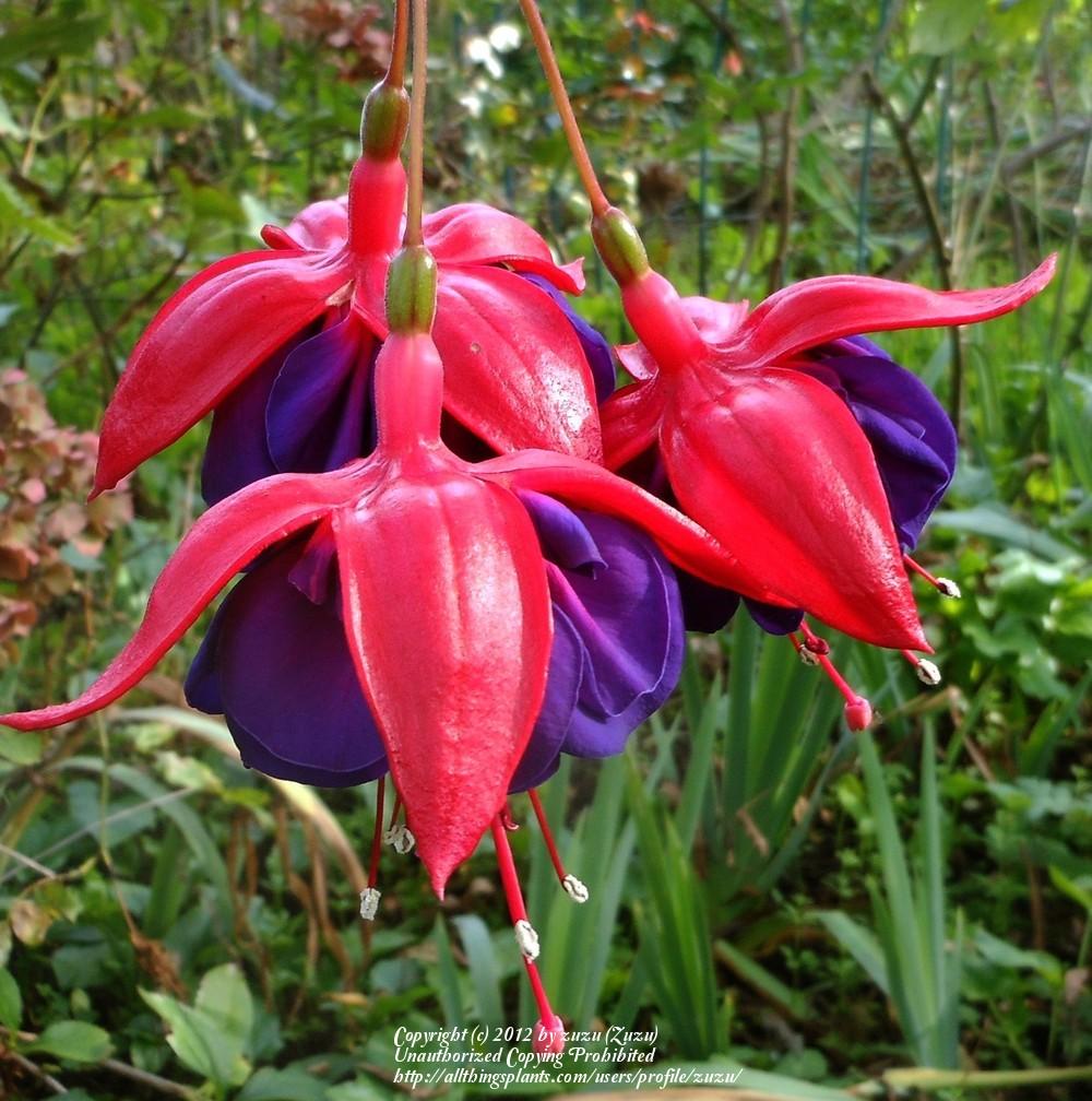 Photo of the bloom of Fuchsia 'Voodoo' posted by zuzu - Garden.org