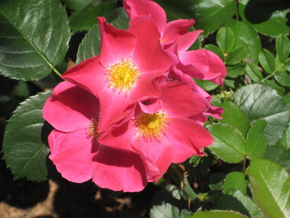 Rose (Rosa 'Prairie Celebration') in the Roses Database - Garden.org