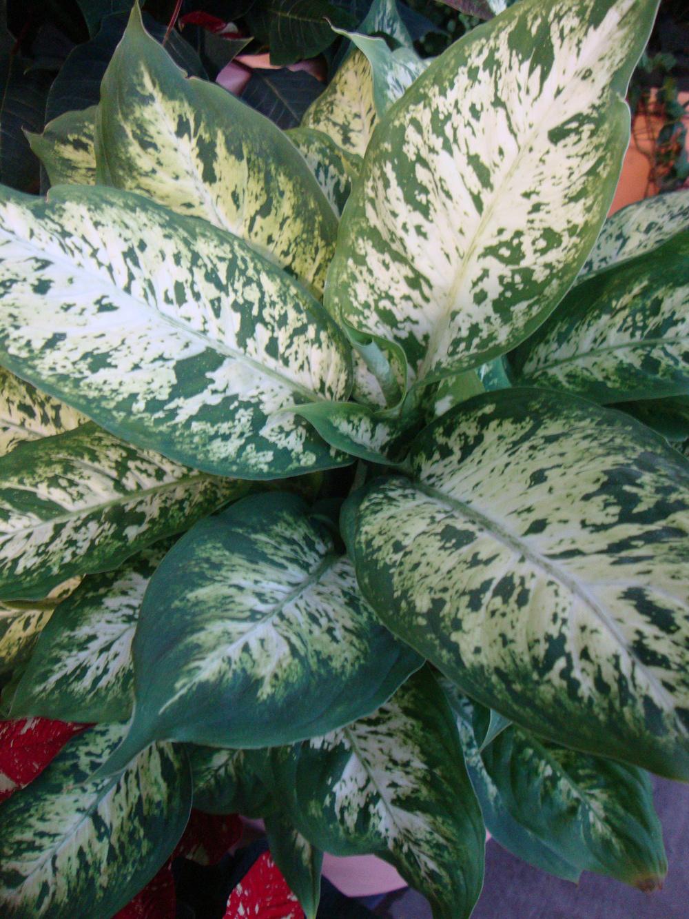 Dieffenbachias: Plant Care and Collection of Varieties - Garden.org