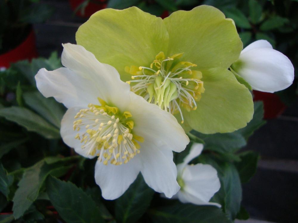 Photo of the bloom of Hellebore (Helleborus niger Gold Collection ...