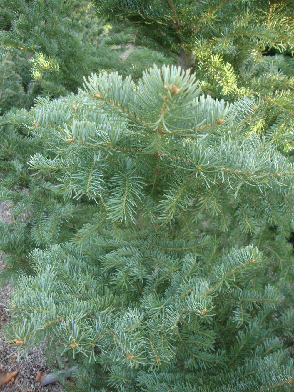 Photo of the stem, scape, stalk or bark of Balsam Fir (Abies balsamea ...