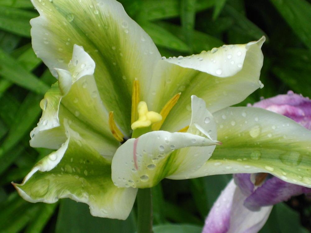 Viridiflora Tulip (Tulipa 'Deirdre') in the Tulips Database - Garden.org