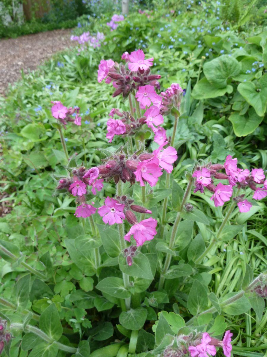 Photo of the entire plant of Catchfly (Silene 'Rolly's Favorite ...