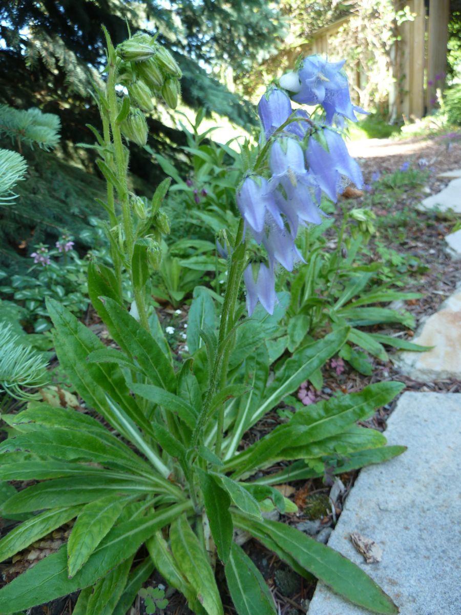Bearded Bellflower (Campanula barbata) in the Bellflowers Database - Garden.org