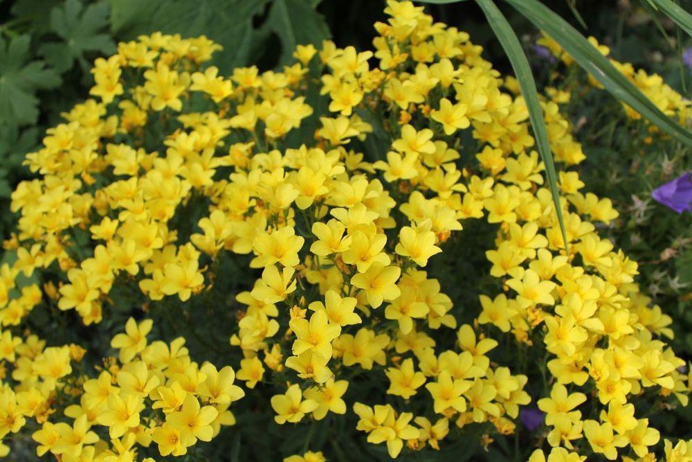 Photo of the bloom of Dwarf Golden Flax (Linum flavum 'Compactum ...