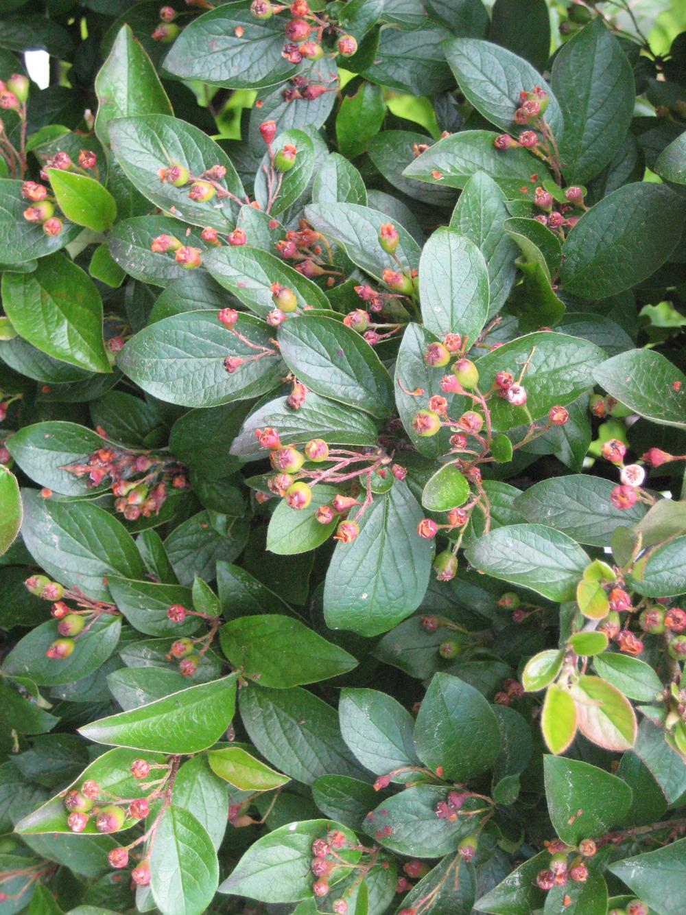 Photo of the leaves of Hedge Cotoneaster (Cotoneaster acutifolius ...