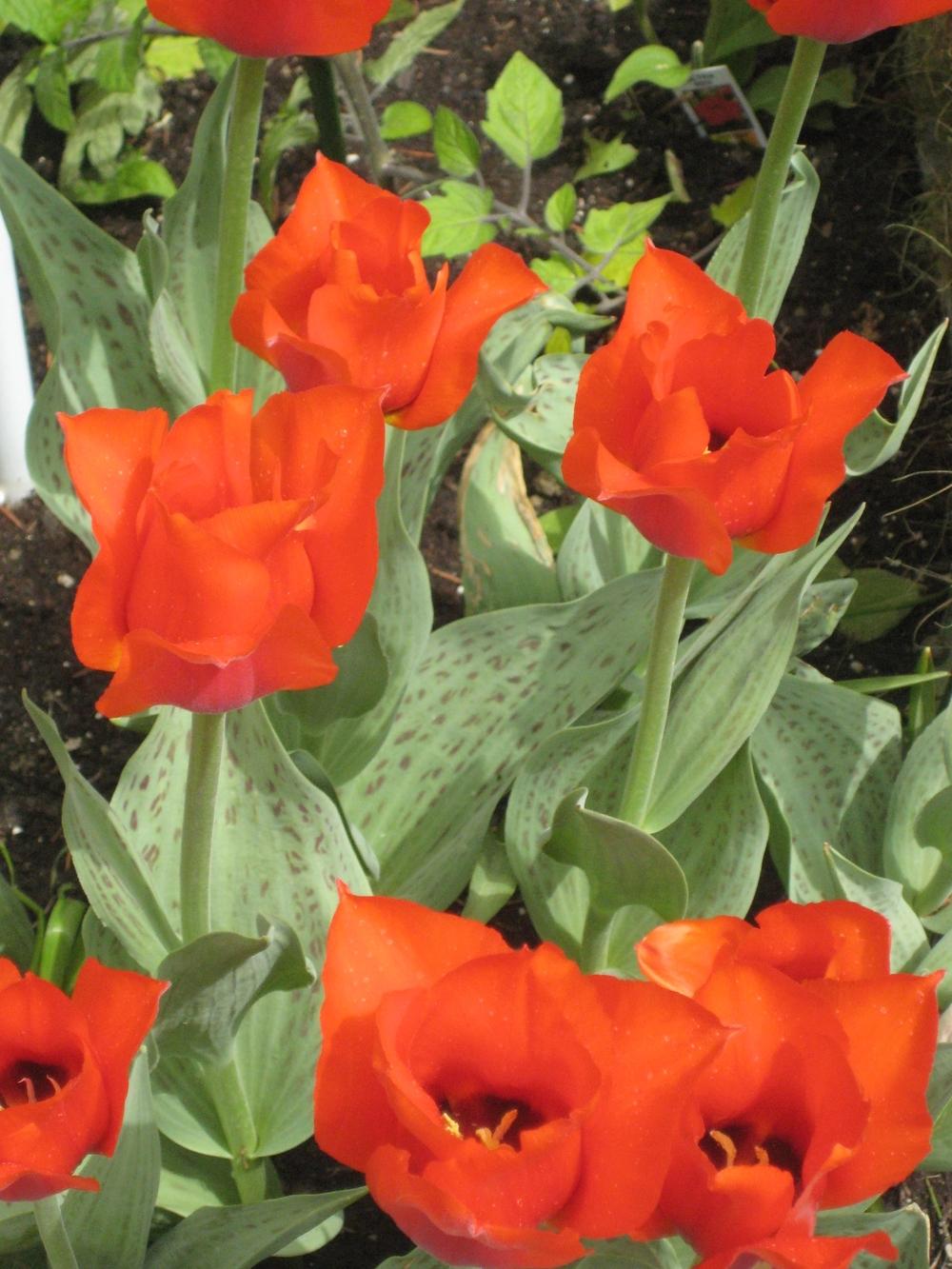 Photo of the entire plant of Greigii Tulip (Tulipa greigii 'Casa Grande ...