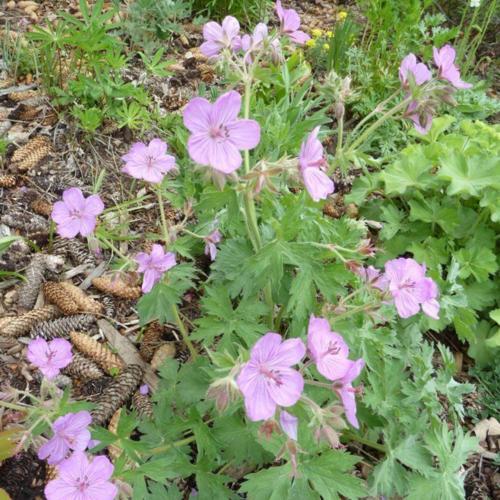 Sticky Geranium (Geranium viscosissimum) in the Geraniums Database ...