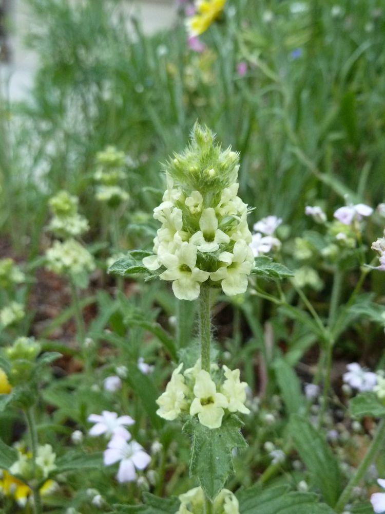 Sideritis glacialis - Garden.org