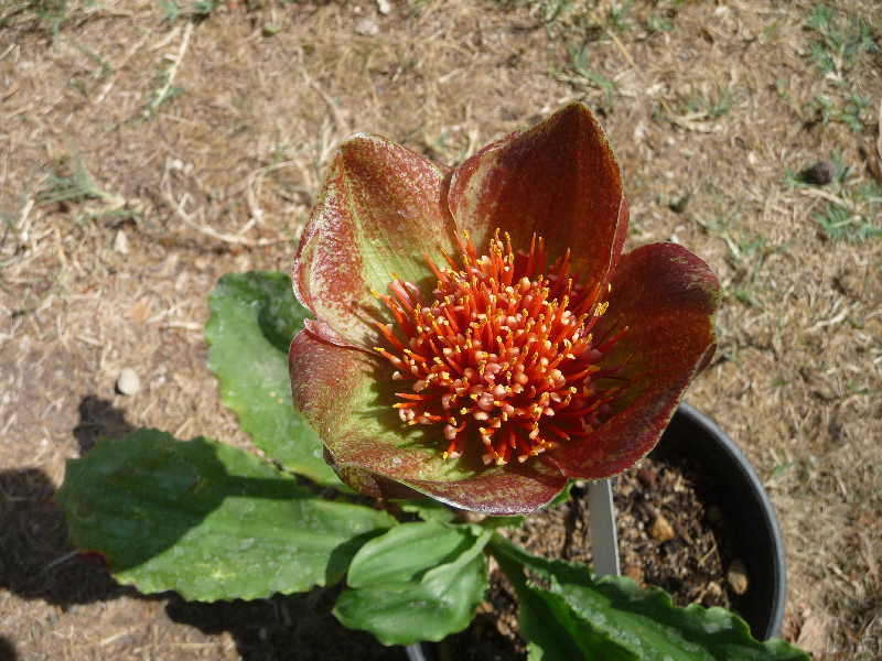 Blood Lily (Scadoxus membranaceus) in the Blood Lilies Database ...
