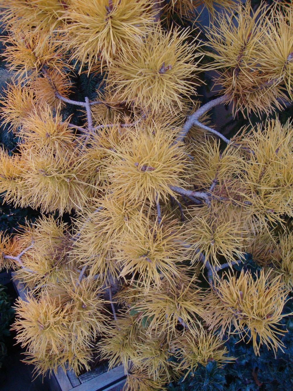Photo of the stem, scape, stalk or bark of Lodgepole Pine (Pinus ...