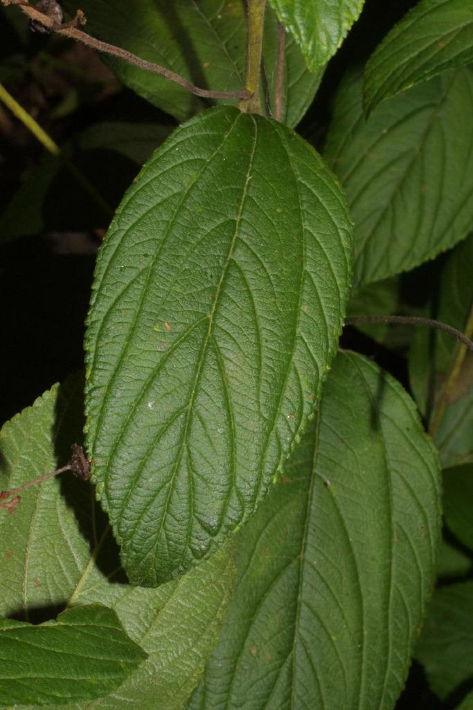 Photo of the leaves of New Jersey Tea (Ceanothus americanus) posted by ...