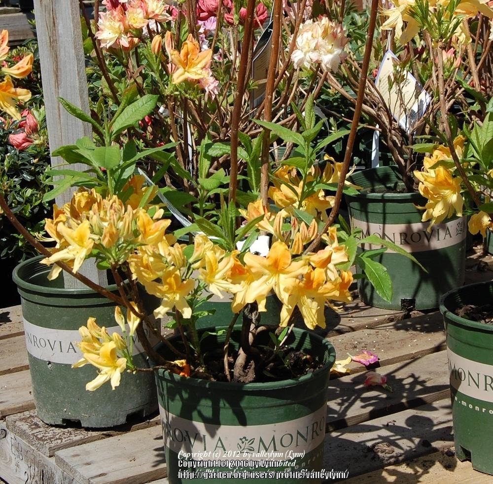Photo of the entire plant of Azalea (Rhododendron 'Golden Flare ...