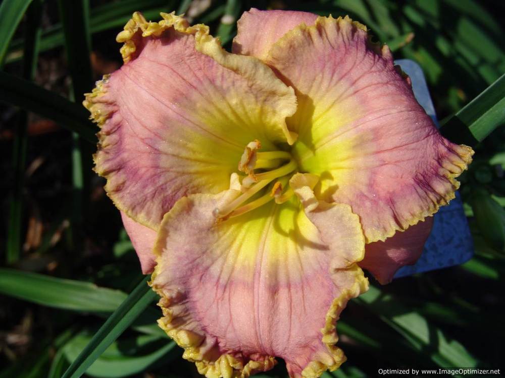 Daylily (Hemerocallis 'Blue Eden') in the Daylilies Database - Garden.org