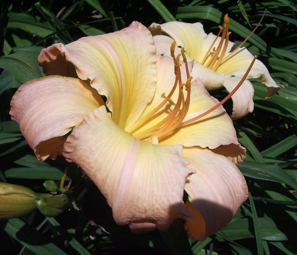 Daylily (Hemerocallis 'Mojave Sunset') in the Daylilies Database ...