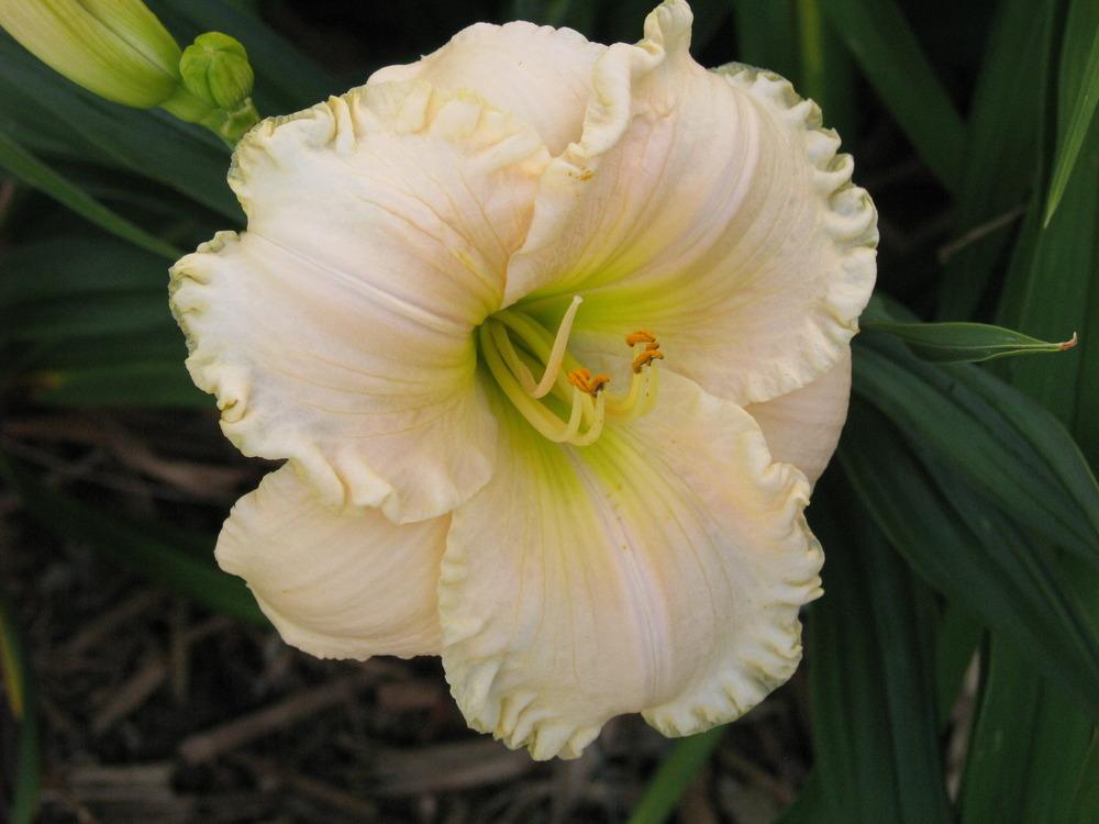 Daylily (Hemerocallis 'Magic Lace') in the Daylilies Database - Garden.org