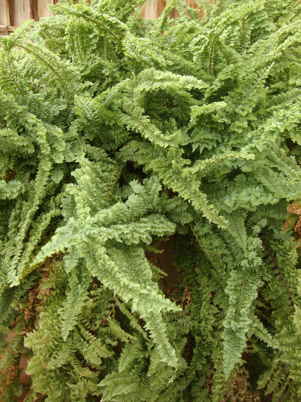 Photo of the leaves of Boston Fern (Nephrolepis exaltata 'Fluffy ...