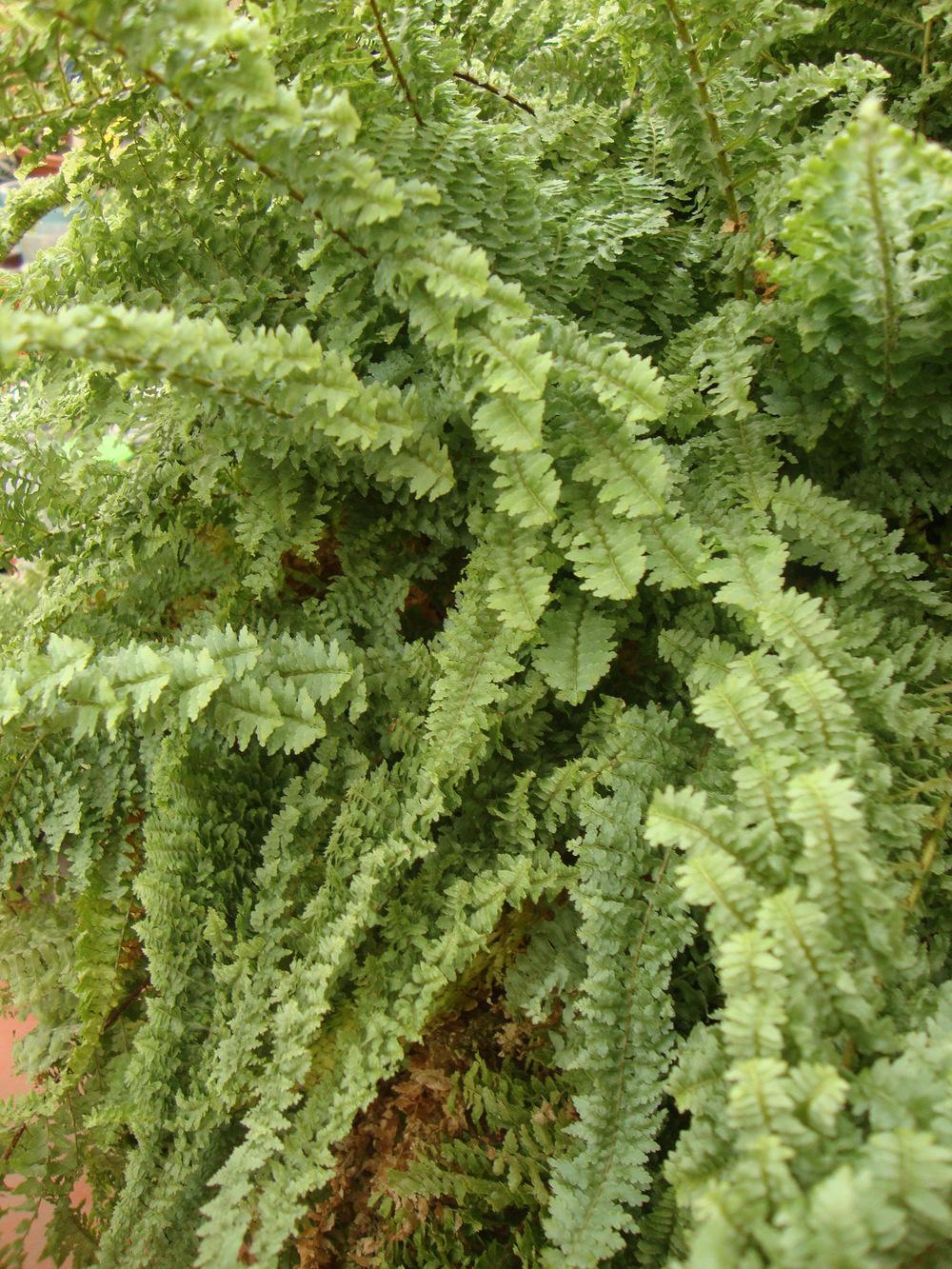 Photo of the entire plant of Boston Fern (Nephrolepis exaltata 'Fluffy ...