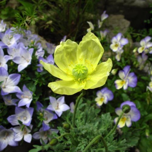 Japanese Poppy (Papaver nudicaule subsp. nudicaule 'Pacino') in the ...