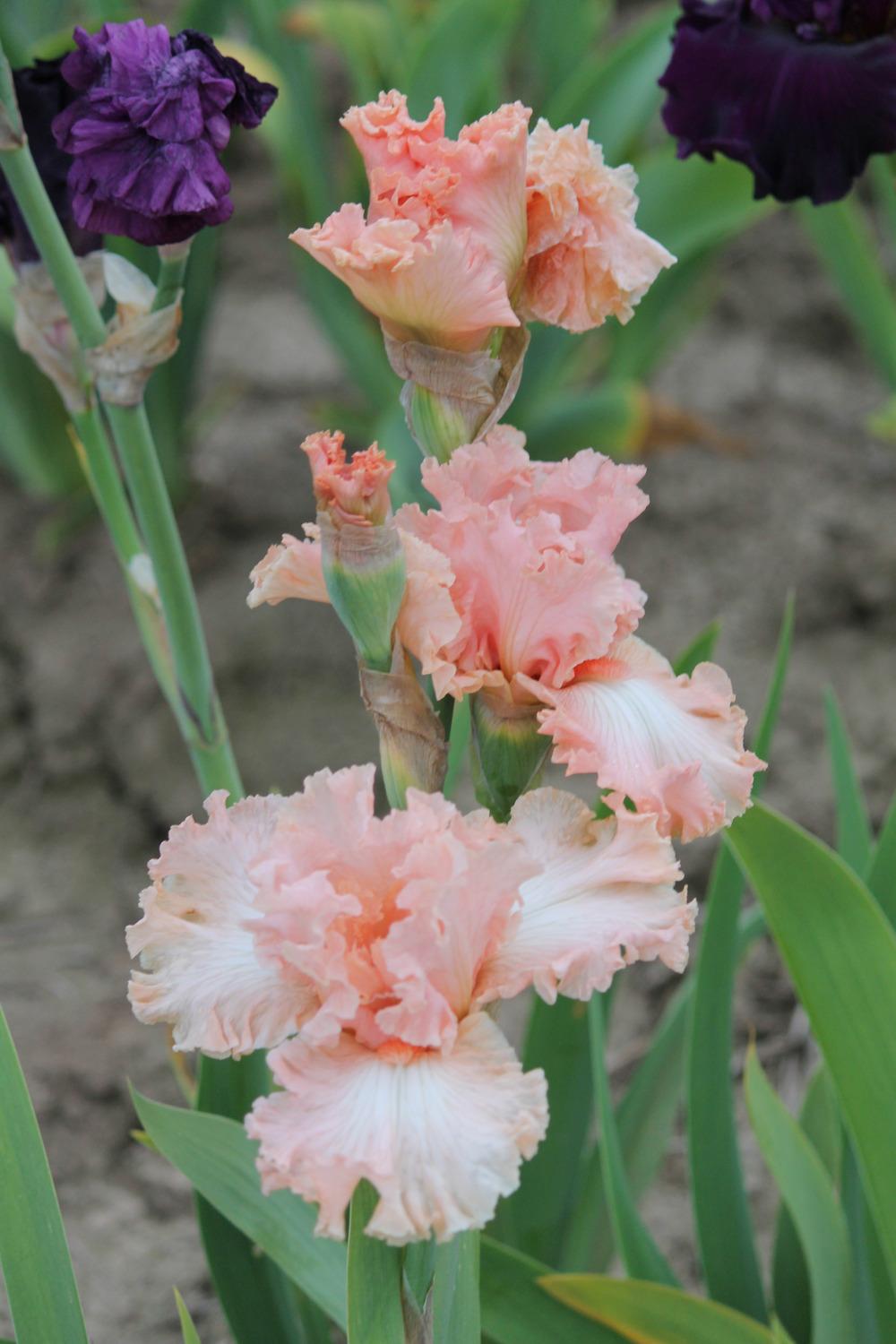 Photo of the bloom of Tall Bearded Iris (Iris 'Kitty Kay') posted by ...