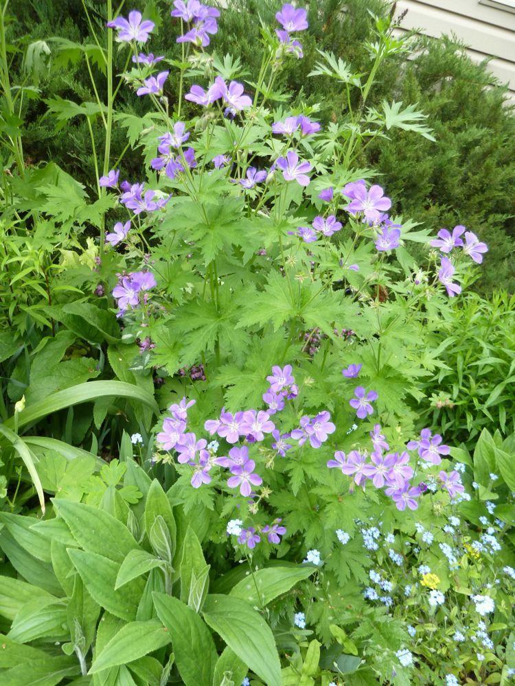 Wood Cranesbill (Geranium sylvaticum 'Mayflower') in the Geraniums ...