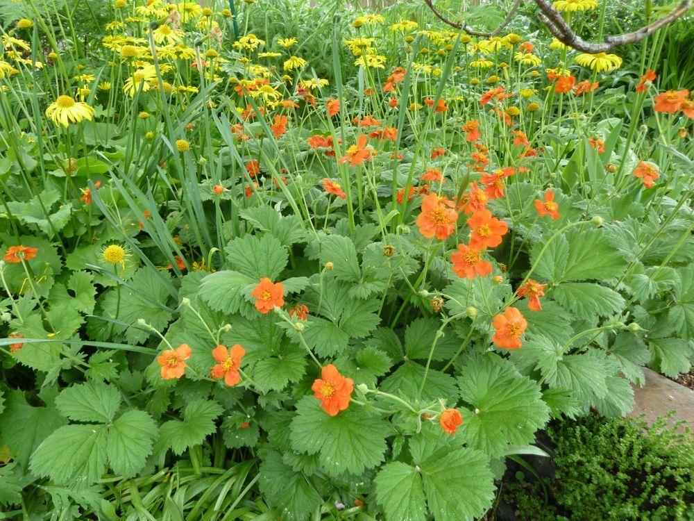 Photo of the entire plant of Orange Geum (Geum x borisii) posted by ...