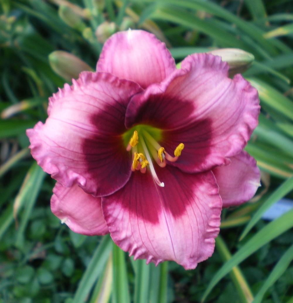 Photo of the bloom of Daylily (Hemerocallis 'Baby Red Eyes') posted by ...