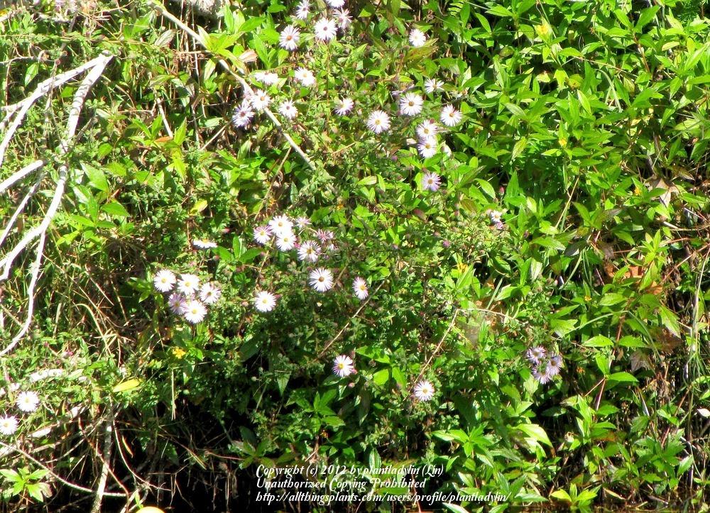 Photo of the entire plant of Climbing Aster (Ampelaster carolinianus ...