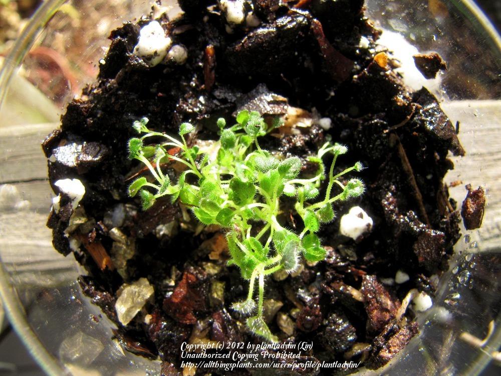 Micro Miniature Sinningia (Sinningia 'Bright Eyes') - Garden.org