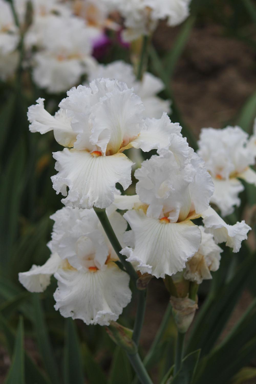 Photo of the bloom of Tall Bearded Iris (Iris 'Catch a Star') posted by ...