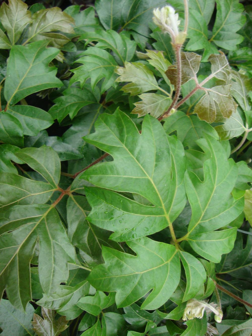 Photo of the leaves of Grape Ivy (Cissus alata) posted by Paul2032 ...